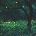 Firefly Sanctuary Tour in Puebla - Transportation, Group Size, and Price