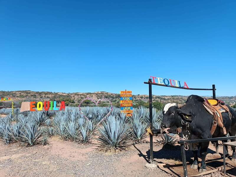 Five-star factory: Meet Orendain tequila. - Breaking Down the Itinerary