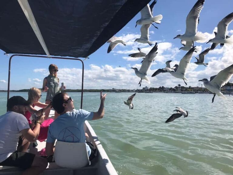 flamingo tour in Rio Lagartos, Yucatan 3 hours - Why This Tour Works Well for You