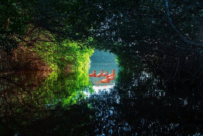 Flamingo Watching Private Tour in Celestun Biosphere Reserve - Why This Tour Is Worth Considering