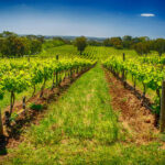 Fleurieu Peninsular: McLaren Vale Winery Experience - Who Will Love This Tour?