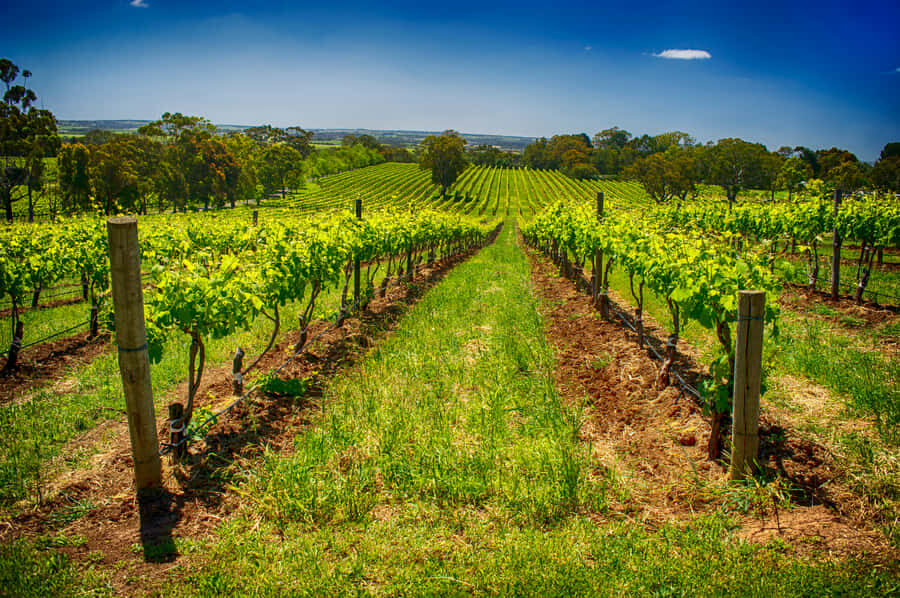Fleurieu Peninsular: McLaren Vale Winery Experience - Who Will Love This Tour?