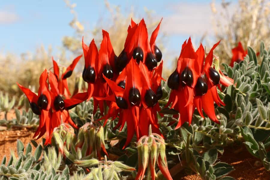 Flinders Ranges & Outback: 3-Day 4WD Tour from Adelaide - Transportation, Group Size, and Overall Value