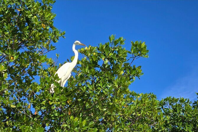 Florida Keys Kayak And Paddleboard Rentals - Who Should Book This Experience?