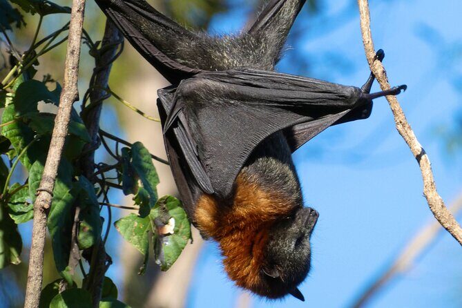 Flying Fox Experience, Thousands of Australia's Largest Bat - The Itinerary in Detail