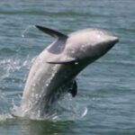Folly Beach: Sunset Dolphin Boat Tour to Morris Island - Why This Tour Is Worth Considering