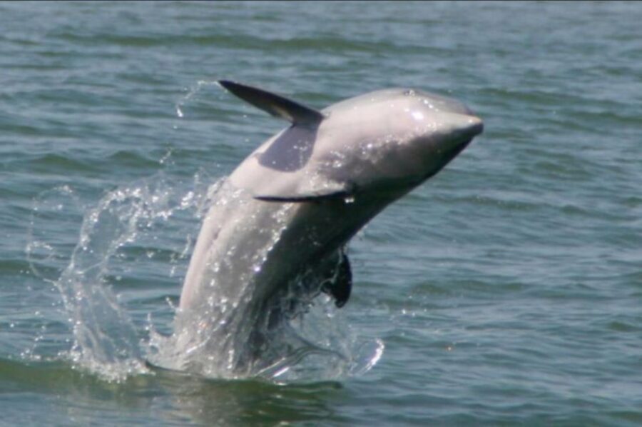 Folly Beach: Sunset Dolphin Boat Tour to Morris Island - Why This Tour Is Worth Considering