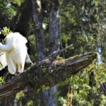Franz Josef Glacier: 2-Hour Scenic Lake Mapourika Cruise - Practical Details and What to Expect