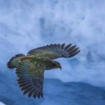 Franz Josef to Christchurch 1 Way Tour inc TranzAlpine Train - What to Expect from the Journey