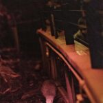 Franz Josef: West Coast Wildlife Centre Entry Ticket -48 hrs - The Value and Who Will Love It