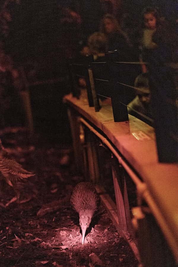 Franz Josef: West Coast Wildlife Centre Entry Ticket -48 hrs - The Value and Who Will Love It