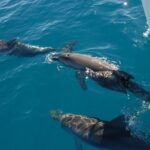 Fraser Island & Dolphin Sailing Adventure - Why this Tour Offers Value
