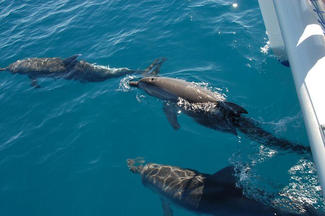 Fraser Island & Dolphin Sailing Adventure - Why this Tour Offers Value