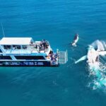 Fraser Island (K'gari): Remote Island and Whale Experience - What Makes This Tour Stand Out?