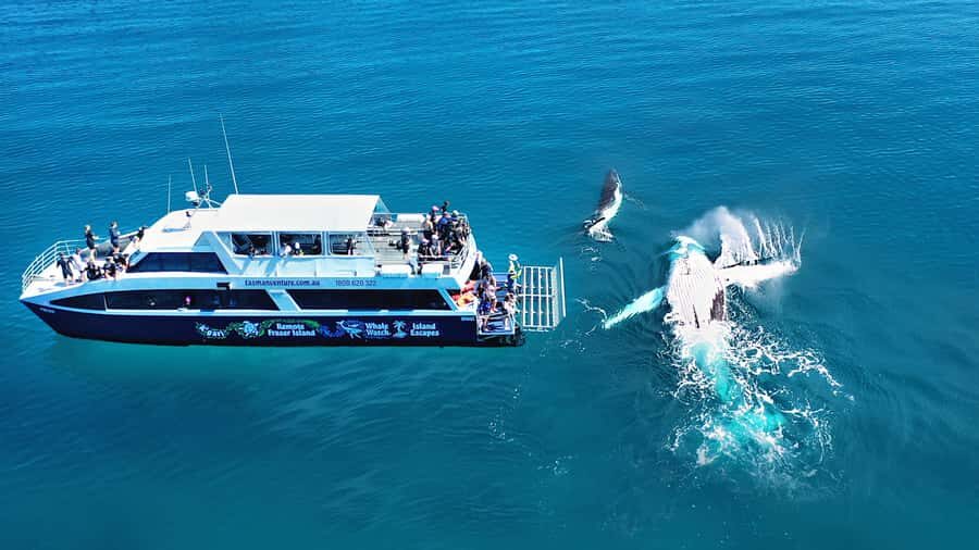 Fraser Island (K'gari): Remote Island and Whale Experience - What Makes This Tour Stand Out?