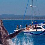 Fraser Island Whale Watch Encounter - The Sum Up