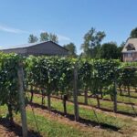 Fraser Valley Wine Tour from Vancouver with a Light Lunch - Whats Included and Whats Not