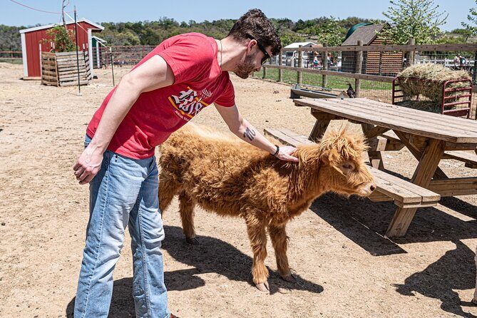 Fredericksburg Cow Cuddling - What’s Included and What to Expect