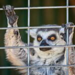 Fredericksburg Safari Tour With Wine Tasting - The Value and Practicalities