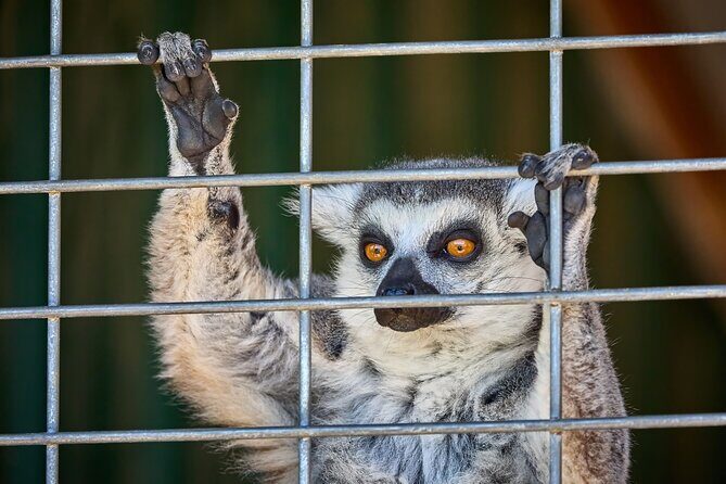 Fredericksburg Safari Tour Without Wine Tasting - Who Should Consider This Tour?