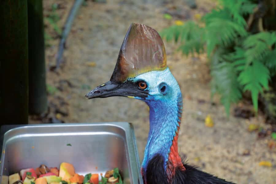 Friends in the Rainforest Package: Koala Gardens & Birdworld - Exploring Kuranda Koala Gardens and Birdworld