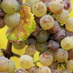 From Adelaide: Clare Valley Winery Tour - What You Can Expect in Terms of Logistics and Value