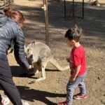 From Adelaide: Cuddle a Koala and Historic Hahndorf Tour - Transportation & Duration