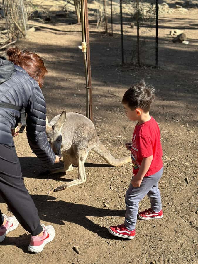 From Adelaide: Cuddle a Koala and Historic Hahndorf Tour - Transportation & Duration