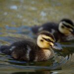 From Adelaide: Ultimate SA Birding & Nature Discovery Tour - A Deep Dive into the Itinerary and Experience