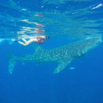 From Akumal: Whale Shark Tour - What Sets This Tour Apart