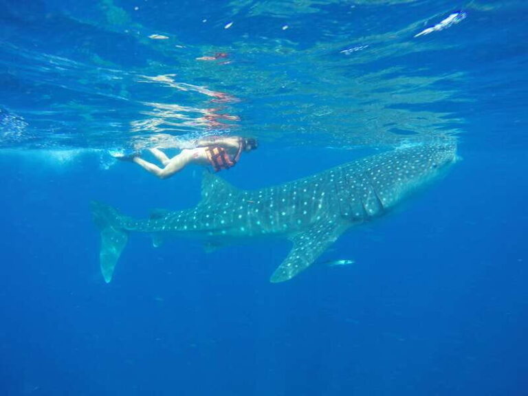 From Akumal: Whale Shark Tour - What Sets This Tour Apart