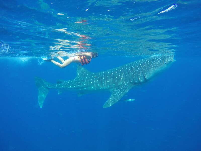 From Akumal: Whale Shark Tour - What Sets This Tour Apart