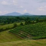 From Atlanta: Half-Day Wine Country Tour - Why This Tour Offers Great Value