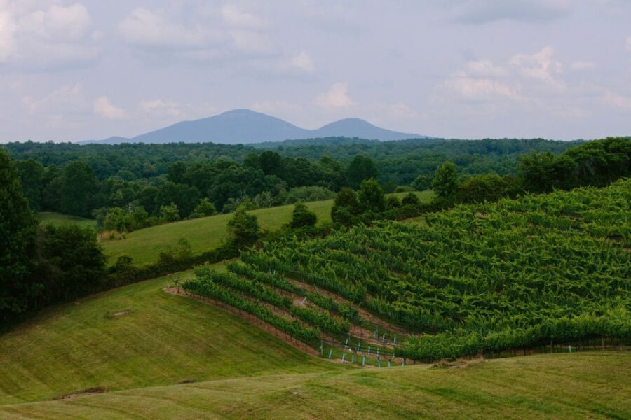From Atlanta: Half-Day Wine Country Tour - Why This Tour Offers Great Value