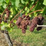 From Auckland: Small Group Kumeu Wine Tour with Lunch - The Value of the Tour