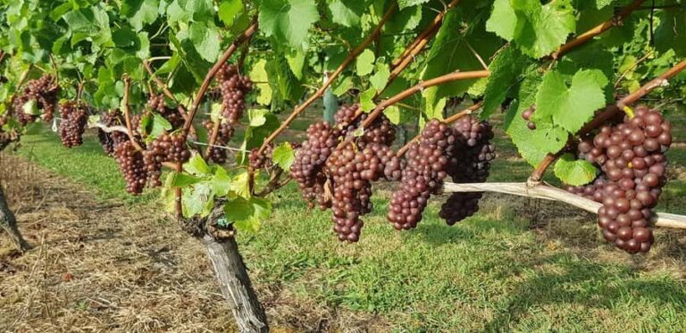 From Auckland: Small Group Kumeu Wine Tour with Lunch - The Value of the Tour