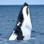 From Augusta: Whale Watching Award Winning Tour - Why this whale watching tour is worth considering