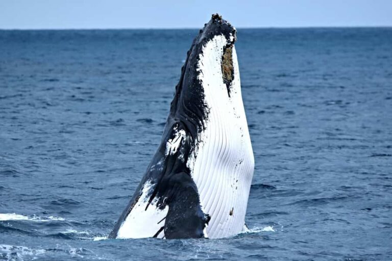 From Augusta: Whale Watching Award Winning Tour - Why this whale watching tour is worth considering