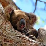 From Brisbane: Gold Coast Day Tour with Lunch - Why This Tour Offers Great Value