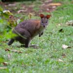 From Brisbane: Maiala Rainforest Private Tour - Practical Details and What to Pack