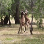 From Busselton: Half-Day Coastal and Wildlife Eco Tour - The Highlights in Detail