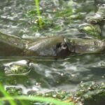 From Byron Bay: Platypus Spotting Walk - Why This Tour Offers Great Value
