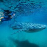 From Cabo: Snorkel with Whale Sharks in La Paz - What We Loved