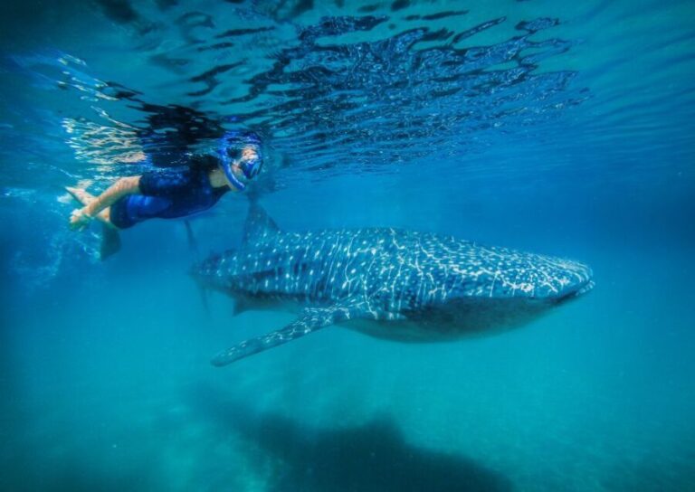 From Cabo: Snorkel with Whale Sharks in La Paz - What We Loved