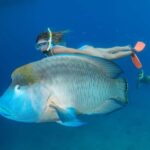 From Cairns: Great Barrier Reef Pontoon Experience - Who Is This Tour Best For?