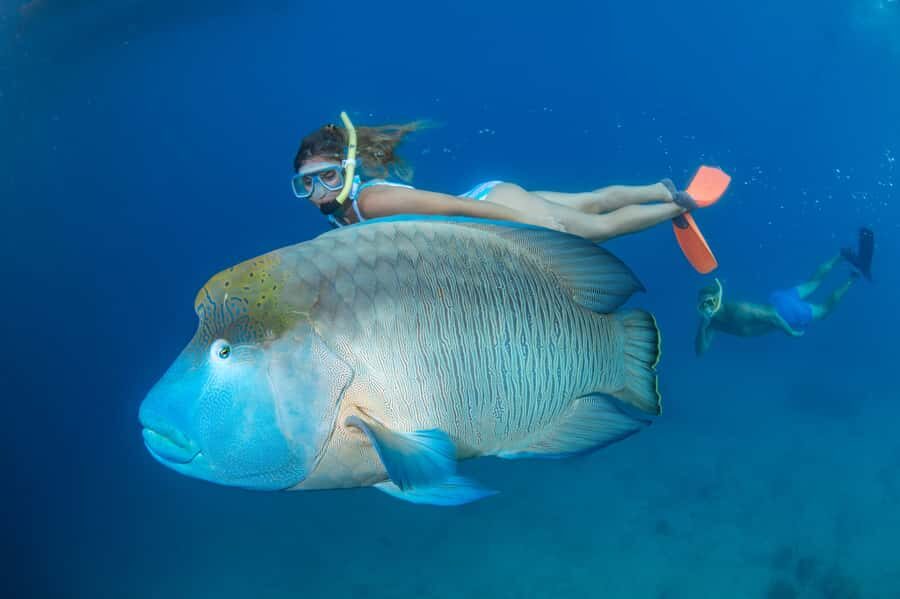 From Cairns: Great Barrier Reef Pontoon Experience - Who Is This Tour Best For?