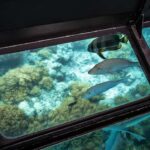 From Cairns: Half-Day Afternoon Cruise to Green Island - Final Thoughts: Is This Tour Worth It?