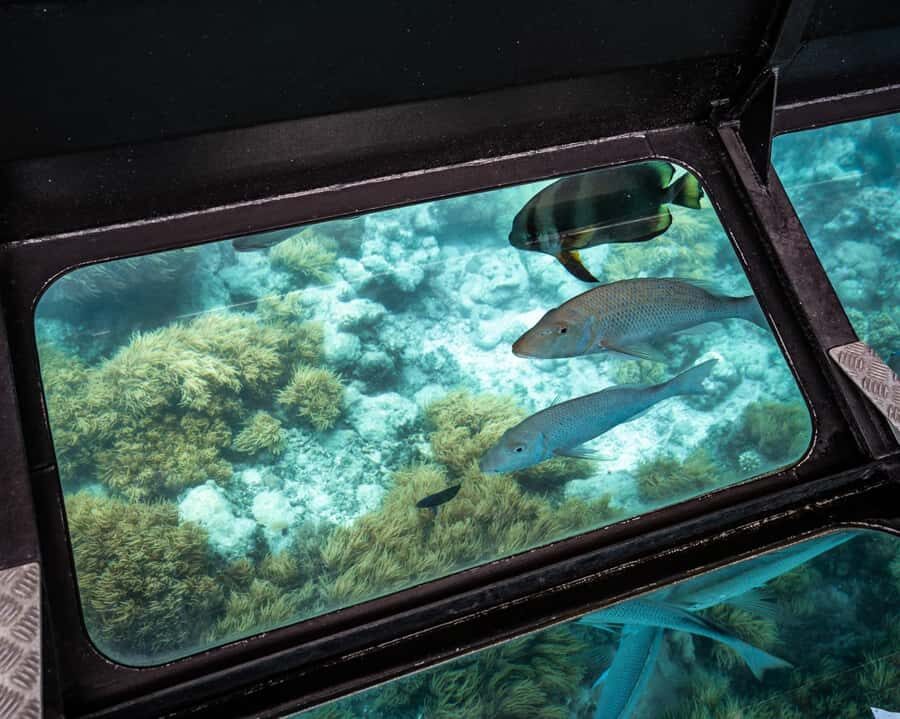 From Cairns: Half-Day Afternoon Cruise to Green Island - Final Thoughts: Is This Tour Worth It?