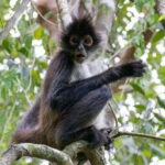 From Cancun: Coba Ruins and Punta Laguna Day Trip - Who Will Love This Tour?