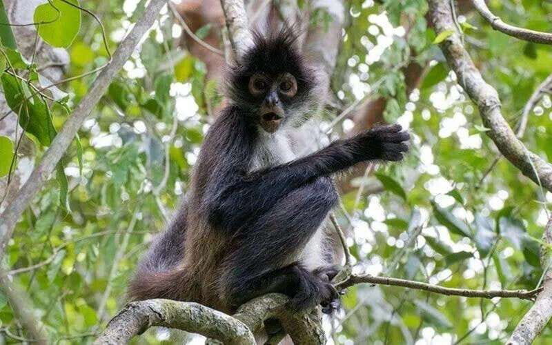 From Cancun: Coba Ruins and Punta Laguna Day Trip - Who Will Love This Tour?